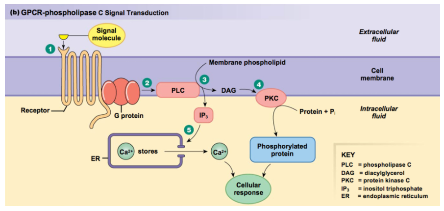 Solved Looking at the GPCR-phospholipase C Signal | Chegg.com