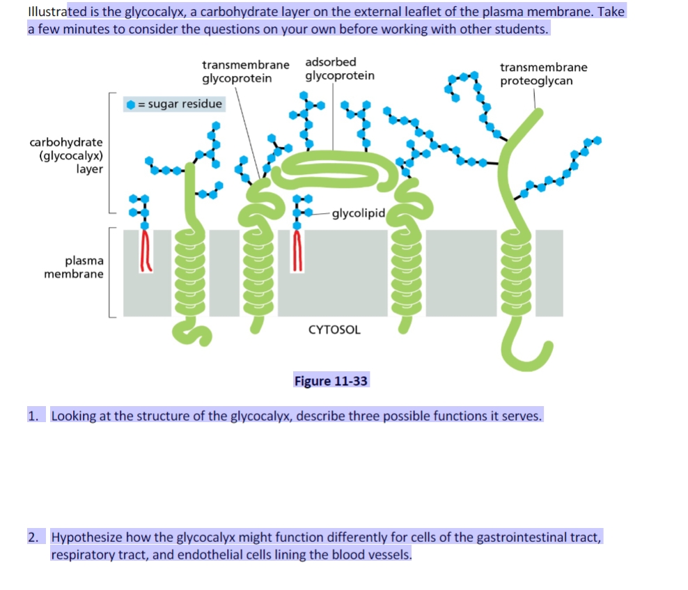 Solved Illustrated is the glycocalyx, a carbohydrate layer | Chegg.com