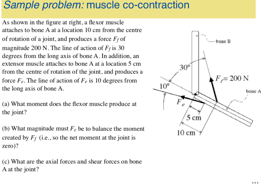 Solved Sample problem: muscle co-contraction As shown in the | Chegg.com