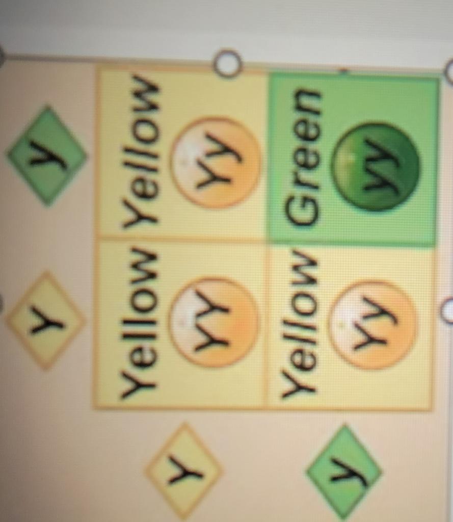 Solved Yellow Yellow YY Yellow Green | Chegg.com