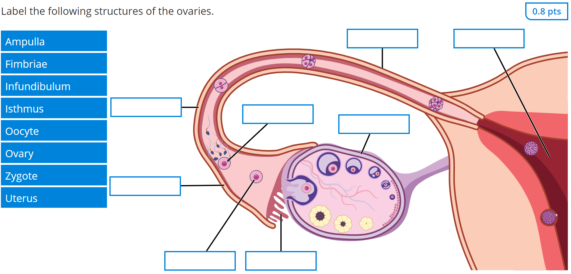 Solved Label the following structures of the ovaries. 0.8 | Chegg.com