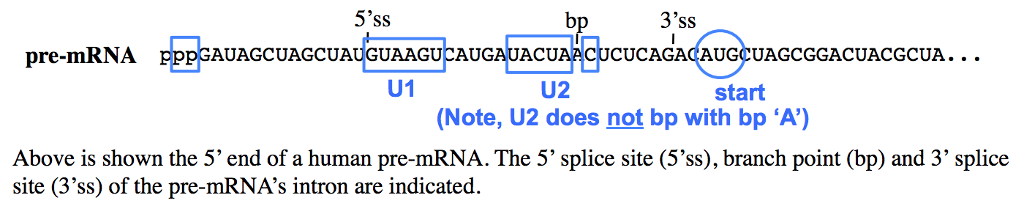 Solved As you know, pre-mRNA splicing requires U1, U2, U4, | Chegg.com