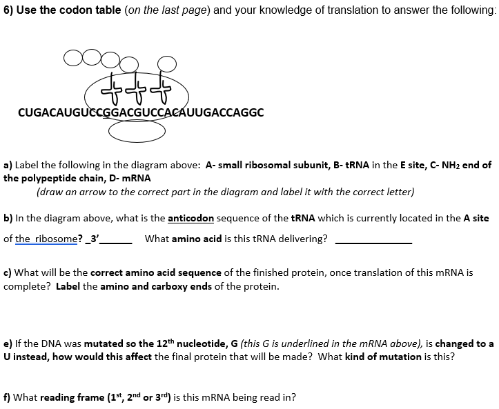 Solved 6) Use the codon table (on the last page) and your | Chegg.com