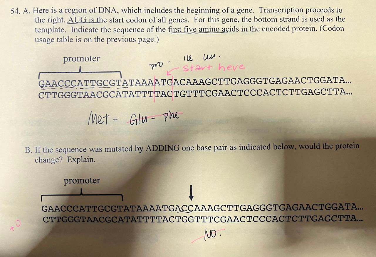 Solved 4. A. Here is a region of DNA, which includes the | Chegg.com