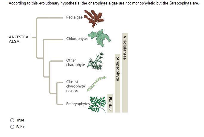 Solved According to this evolutionary hypothesis, the | Chegg.com