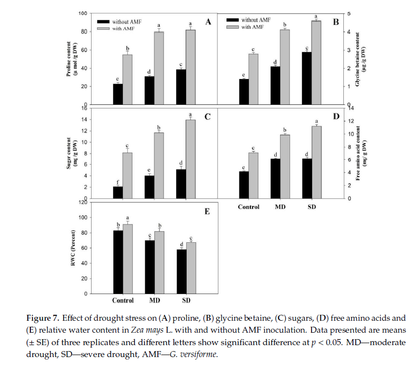 Solved 100 5 à without AMF with AMF А without AMF with AMF B | Chegg.com