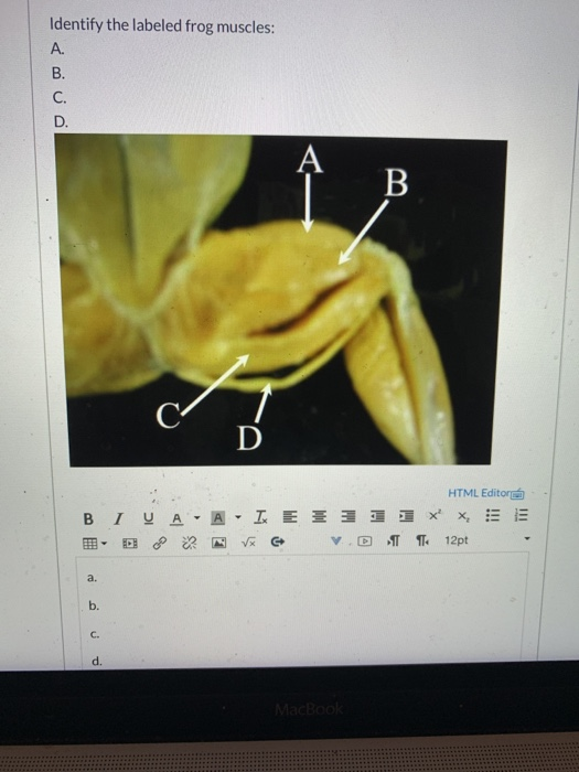 Solved Identify the labeled frog muscles: A. B. C. D. A D | Chegg.com