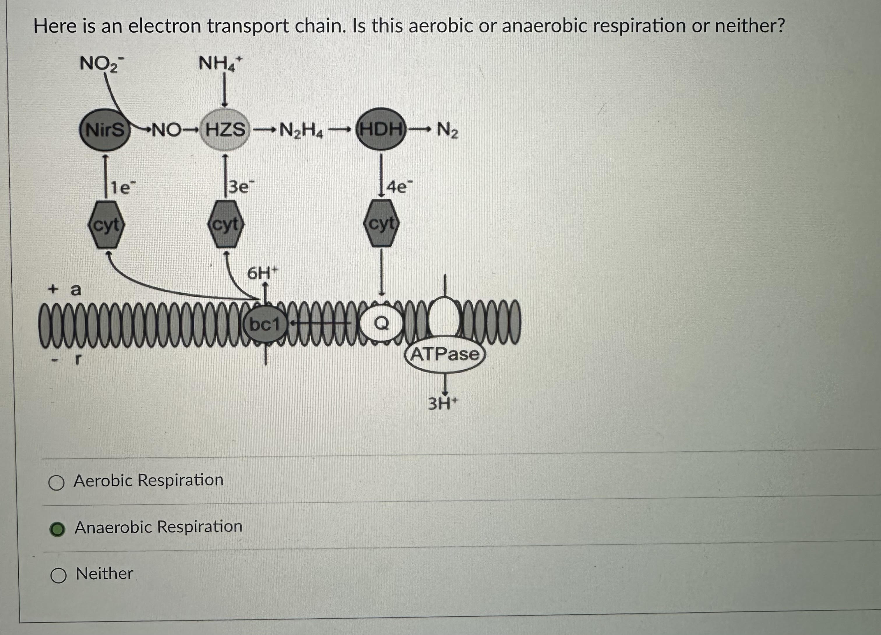 Anaerobic Respiration Electron Transport Chain Aerobic Respiration