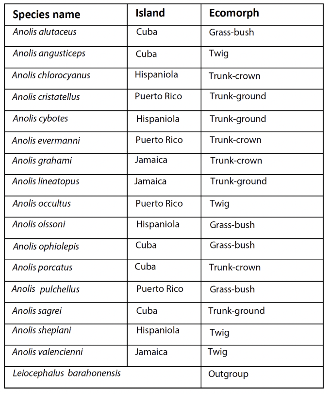 Solved Ecomorph Tree: Species labels and branches are | Chegg.com