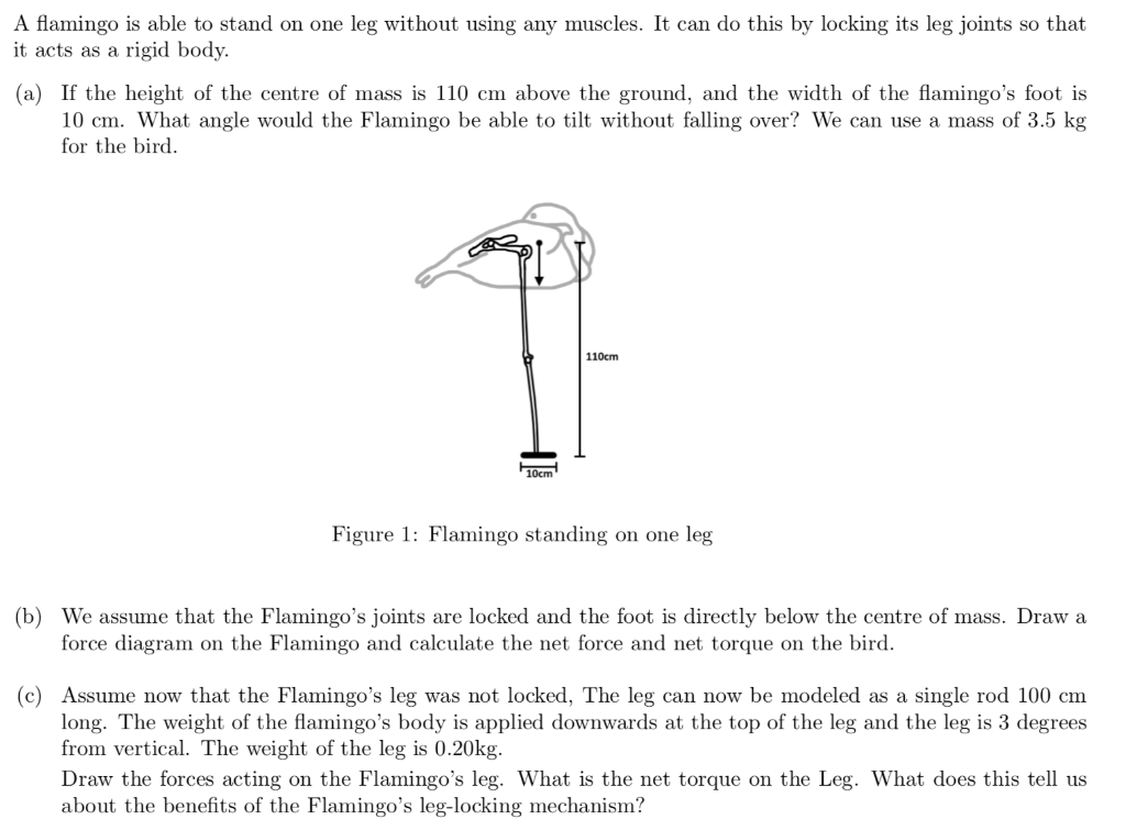 Solved A flamingo is able to stand on one leg without using | Chegg.com