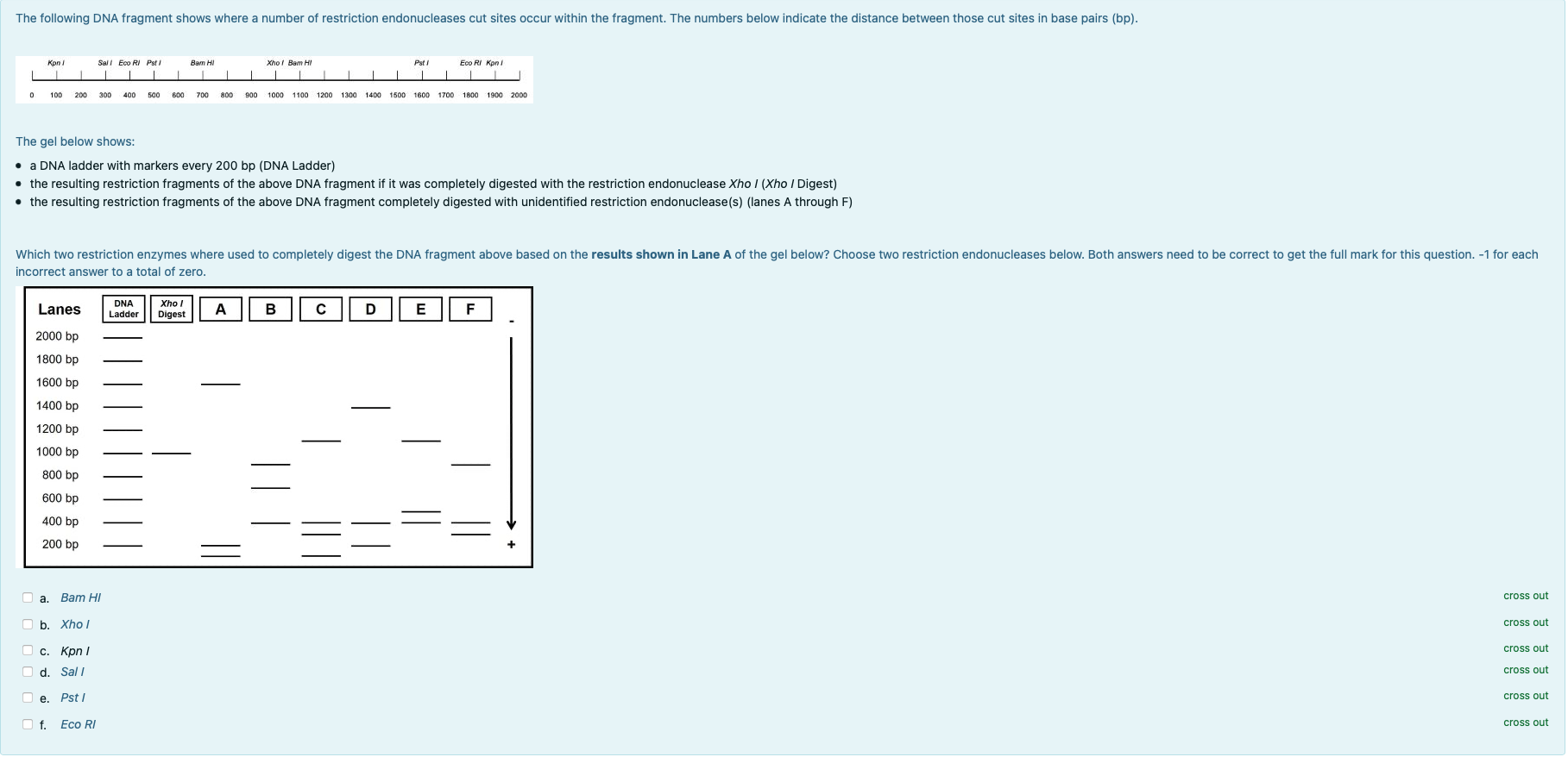 Solved The gel below shows: - a DNA ladder with markers | Chegg.com