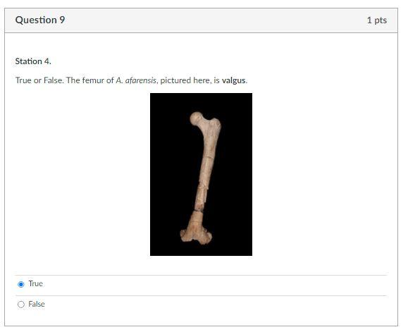 Solved Station 4. Compare the foot of Ardipithecus to the | Chegg.com