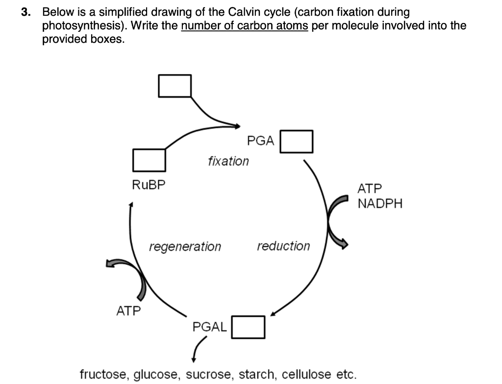Solved Below is a simplified drawing of the Calvin cycle | Chegg.com