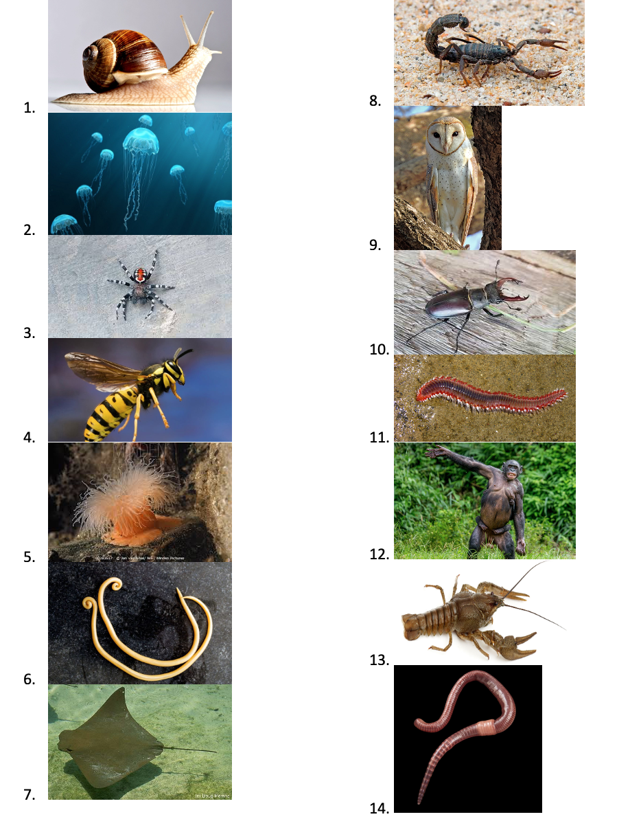 Solved Using the dichotomus key, find the animal phyla and | Chegg.com