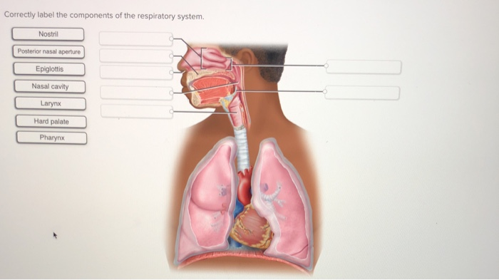 Solved Correctly label the components of the respiratory | Chegg.com Solved Correctly label the components of the respiratory | Chegg.com