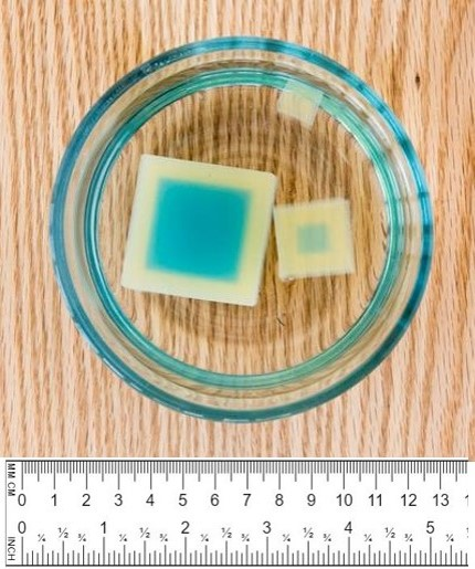 Solved The picture below shows the agar cubes after 60 | Chegg.com