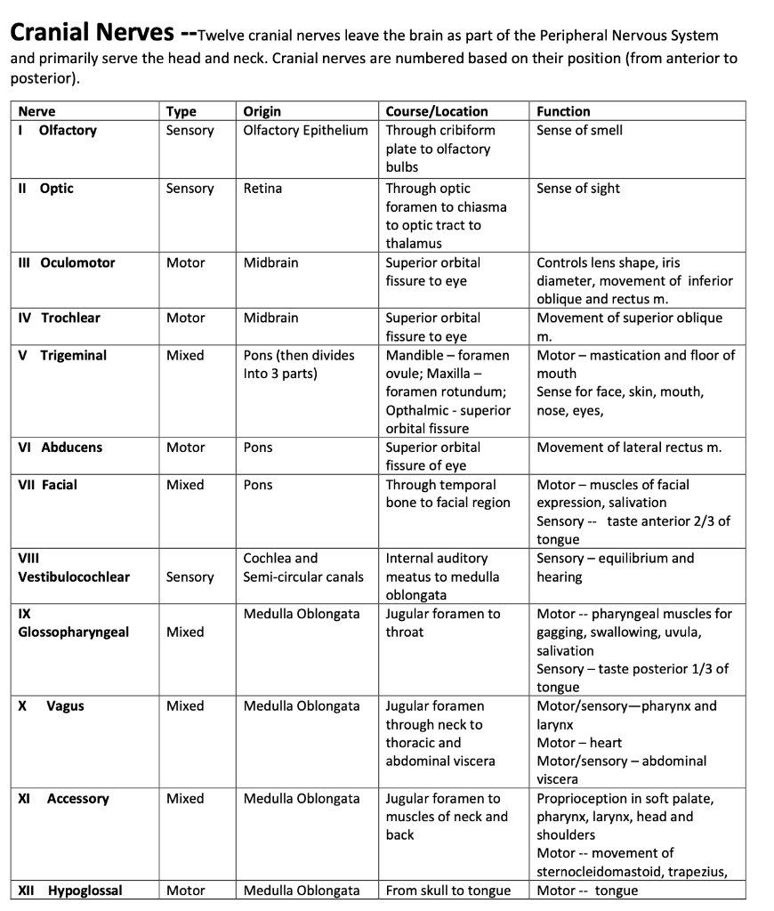 What Are The 12 Cranial Nerves Cranial Nerves Cranial Vrogue co