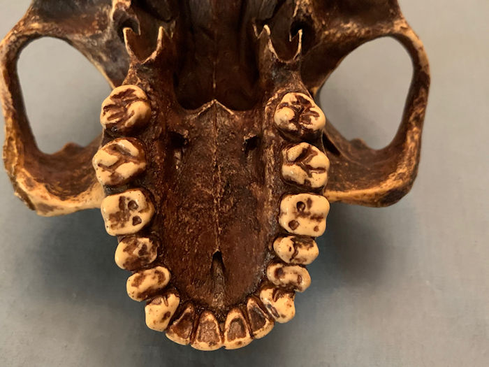 Solved Examine this fossil would you classify it as a | Chegg.com