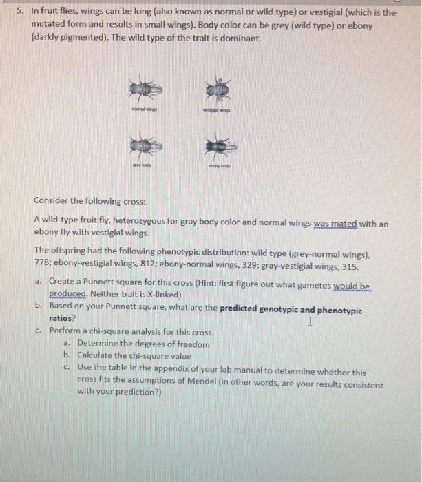 Solved 5. In fruit flies, wings can be long (also known as | Chegg.com