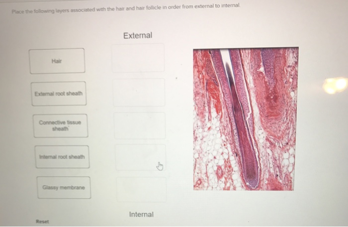 Solved Place the following layers associated with the hair | Chegg.com