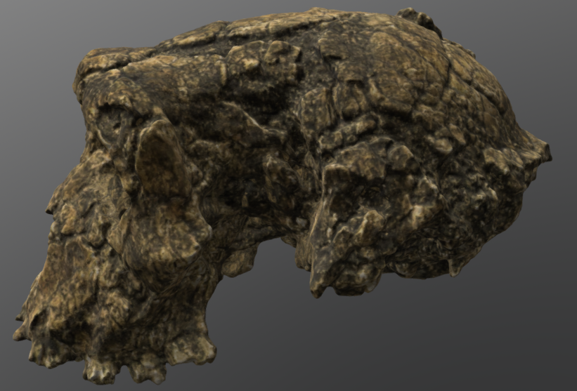 Solved This is the skull of Sahelanthropus tchadensis. What | Chegg.com