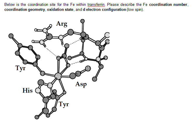 Solved Below Is The Coordination Site For The Fe Within