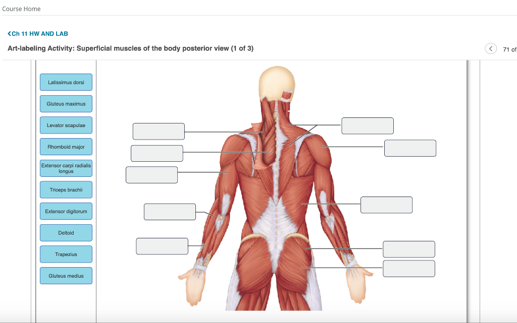 Solved Art-labeling Activity: Superficial muscles of the | Chegg.com