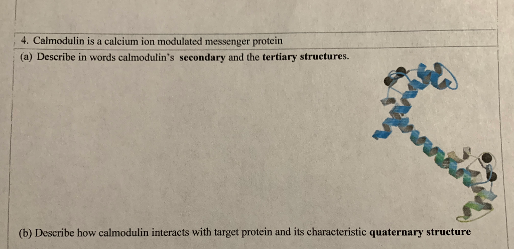 Solved 4. Calmodulin is a calcium ion modulated messenger | Chegg.com