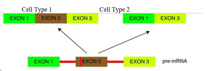 Solved Which cell type would splicing repressor would be | Chegg.com