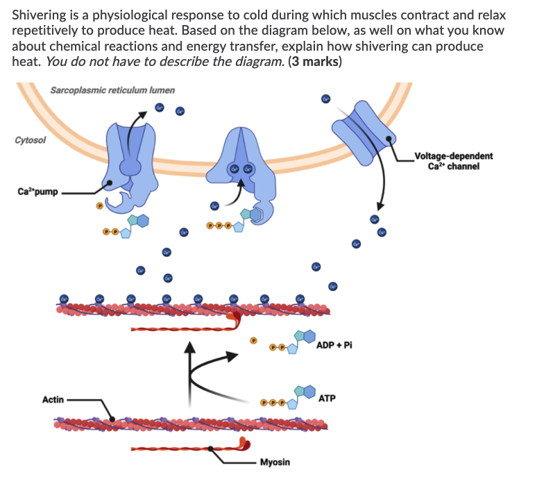 Solved Shivering is a physiological response to cold during | Chegg.com