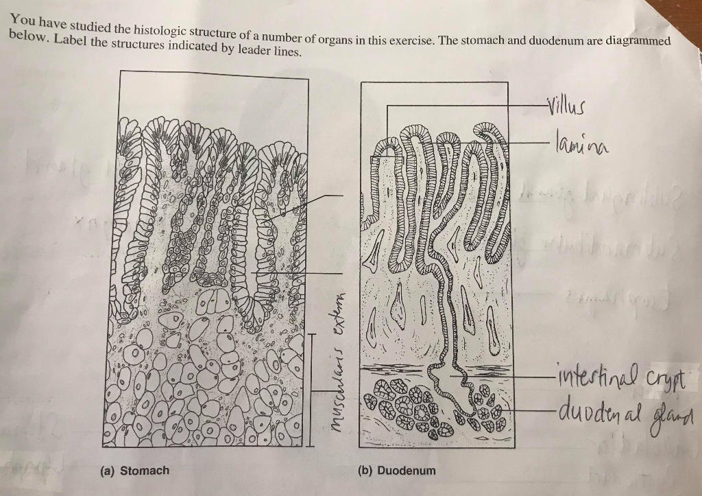 Solved You have studied the histologic structure of a number | Chegg.com