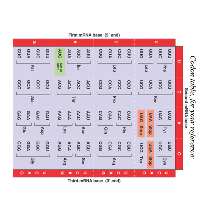 Solved 4. The table below lists five point mutations that | Chegg.com