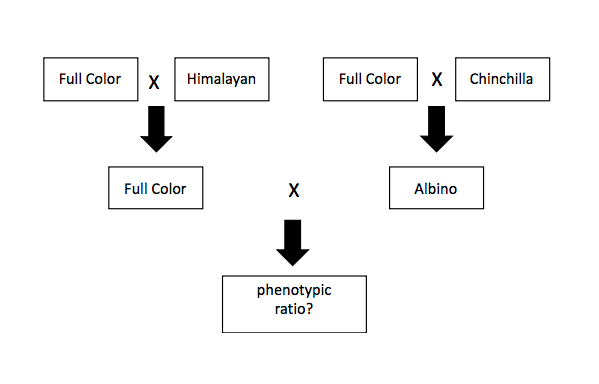 Solved In rabbits, a series of multiple alleles controls | Chegg.com