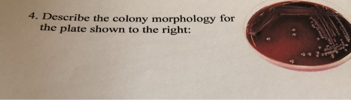 4. Describe the colony morphology for the plate shown | Chegg.com