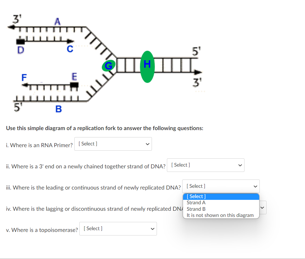 Solved Use this simple diagram of a replication fork to | Chegg.com