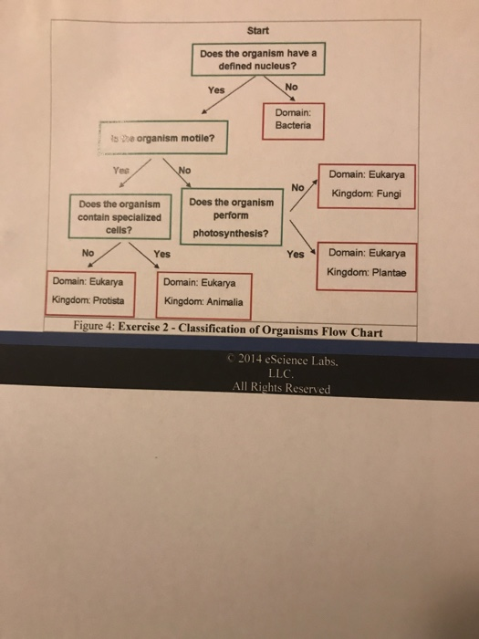 Solved: Exercise 2: Classification Of Organisms Materials ... | Chegg.com