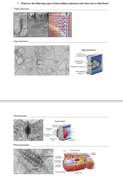 Solved 7. What are the following types of intercellular | Chegg.com
