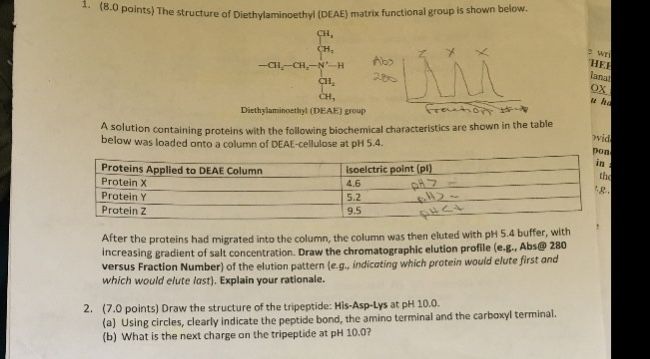 Solved 1. (8.0 points) The structure of Diethylaminoethyl | Chegg.com