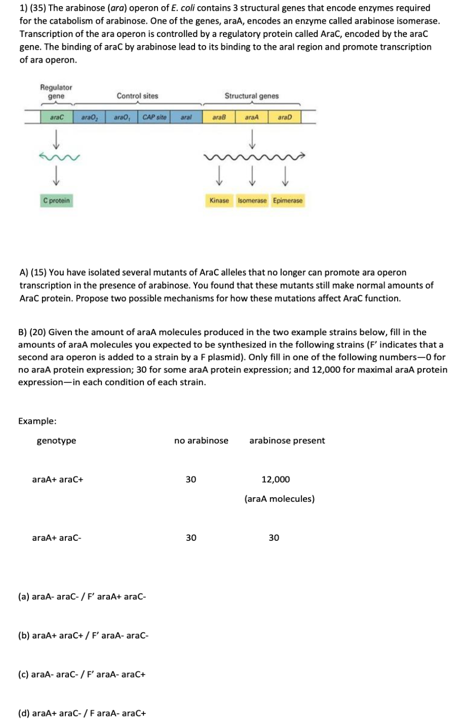 Solved 1) (35) The arabinose (ara) operon of E. coli | Chegg.com
