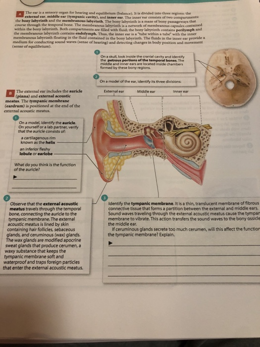 Solved A The ear is a sensory organ for hearing and | Chegg.com