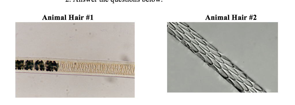 Solved What hair characteristic is displayed in the | Chegg.com