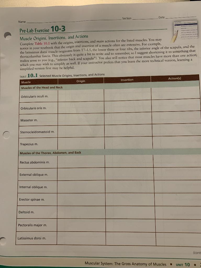 Solved Muscle Origins, Insertions, and Actions Complete | Chegg.com