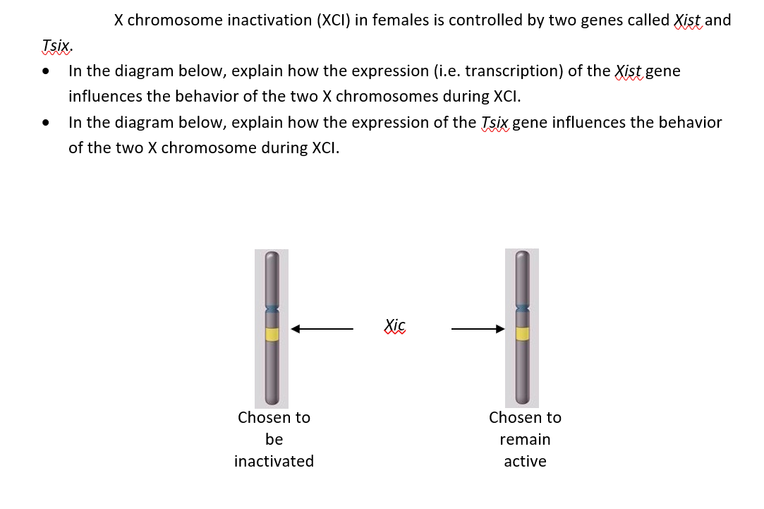 Solved X chromosome inactivation (XCI) in females is | Chegg.com