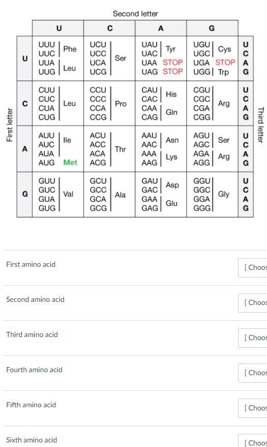 Solved The RNA strand is:AUG-AGA-CUG-GCA-CAU-GAC Using the | Chegg.com