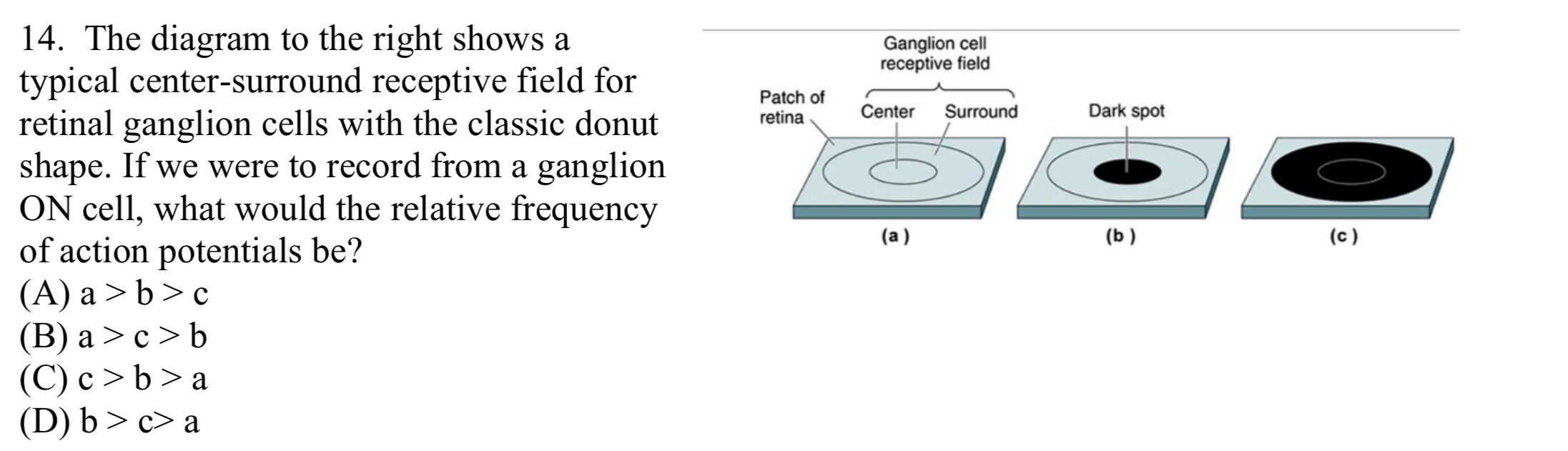 Solved Ganglion cell receptive field Patch of retina Center | Chegg.com