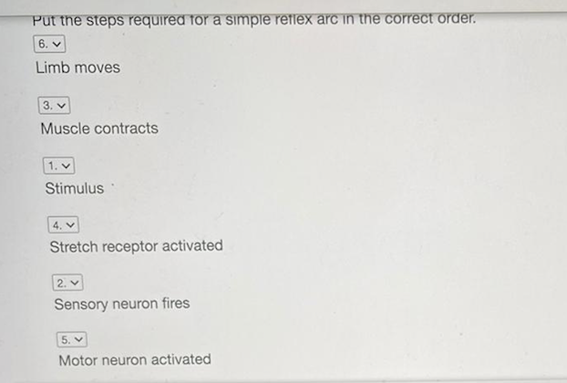 Solved Put the steps required for a simple reflex arc in the | Chegg.com