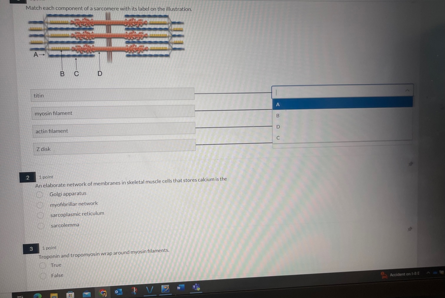 Solved Match each component of a sarcomere with its lahel on | Chegg.com