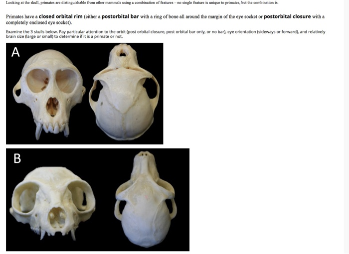 Solved attached you have 2 picture of the scull and the | Chegg.com