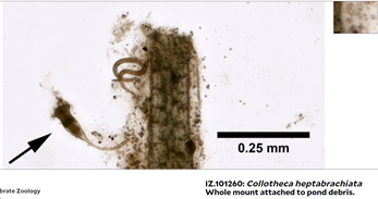 Solved 0.25 mm IZ.101260: Collotheca heptabrachiata Whole | Chegg.com