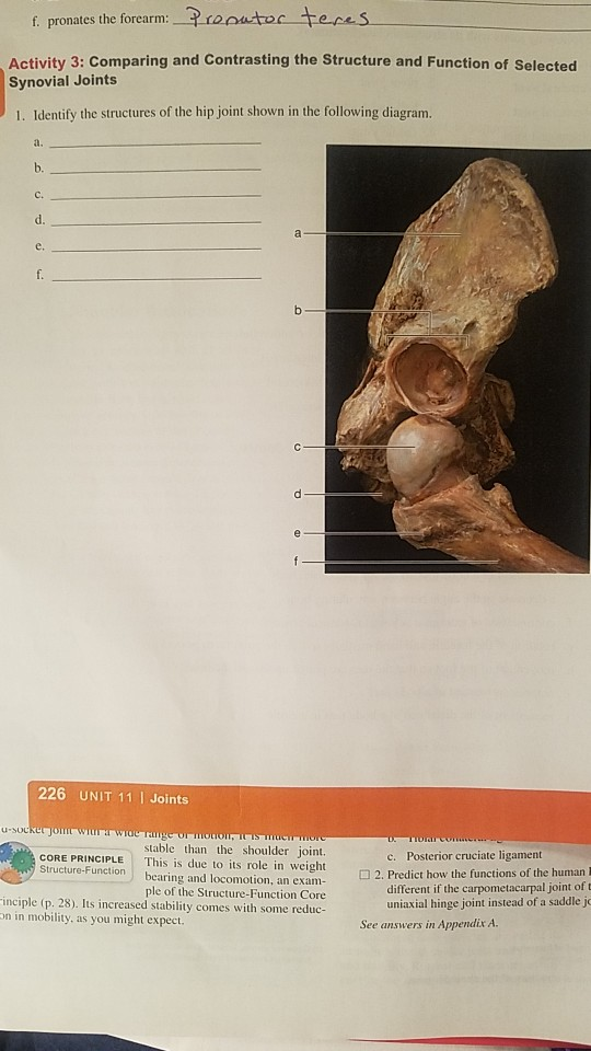 Bones Of The Hip Diagram Identification Manual
